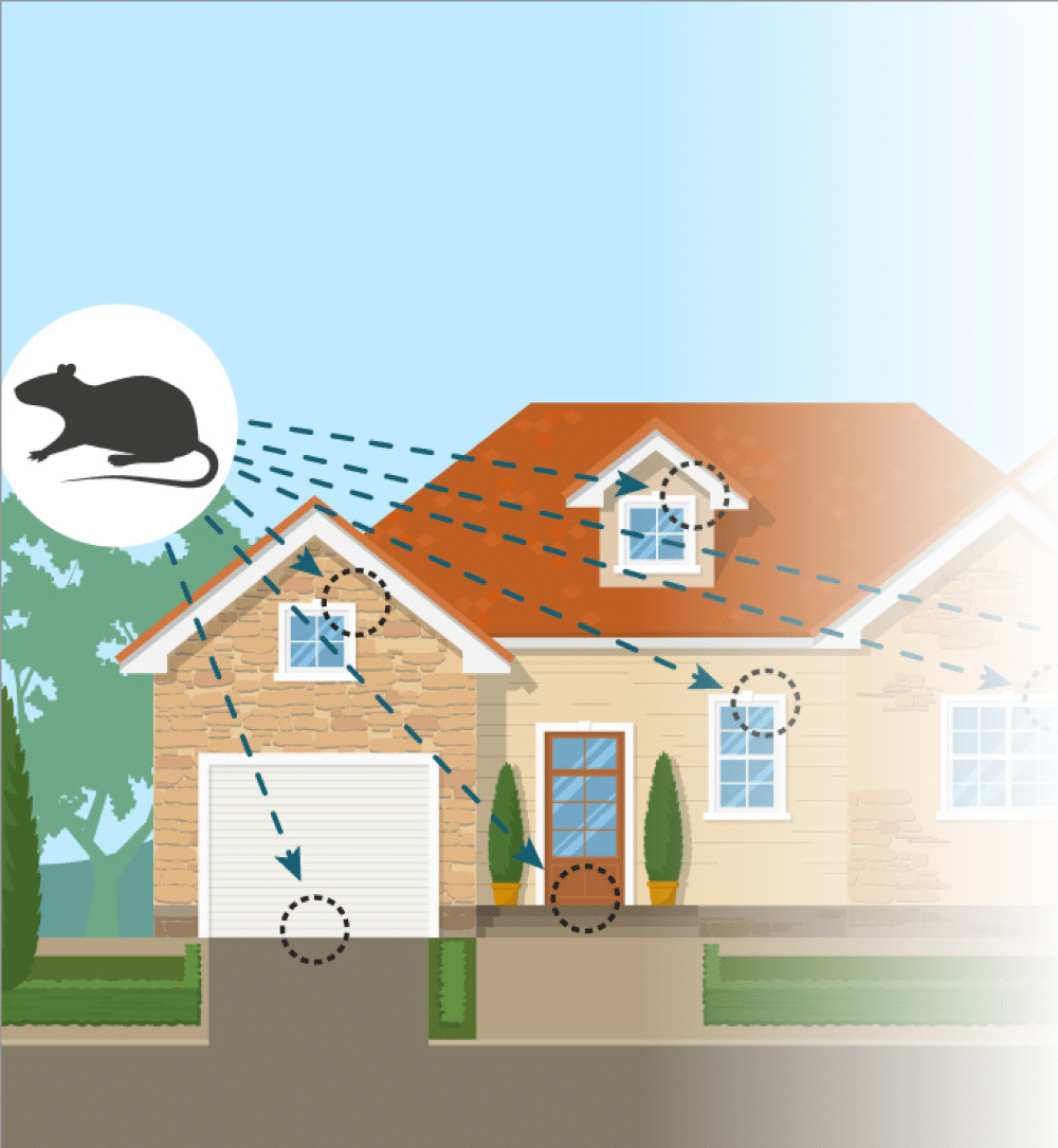 Attic & Crawl Space Services in Puget Sound - EnviroSmart Solution