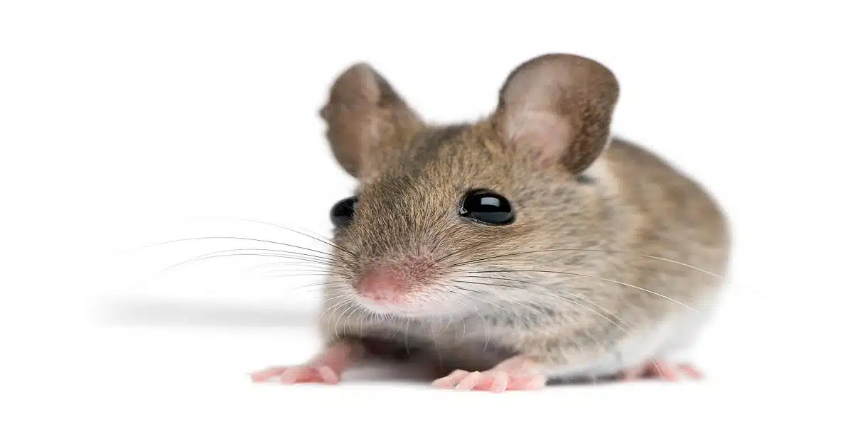 Mice in the Attic - How To Get Rid of Mice and Rodents? - ESS Company