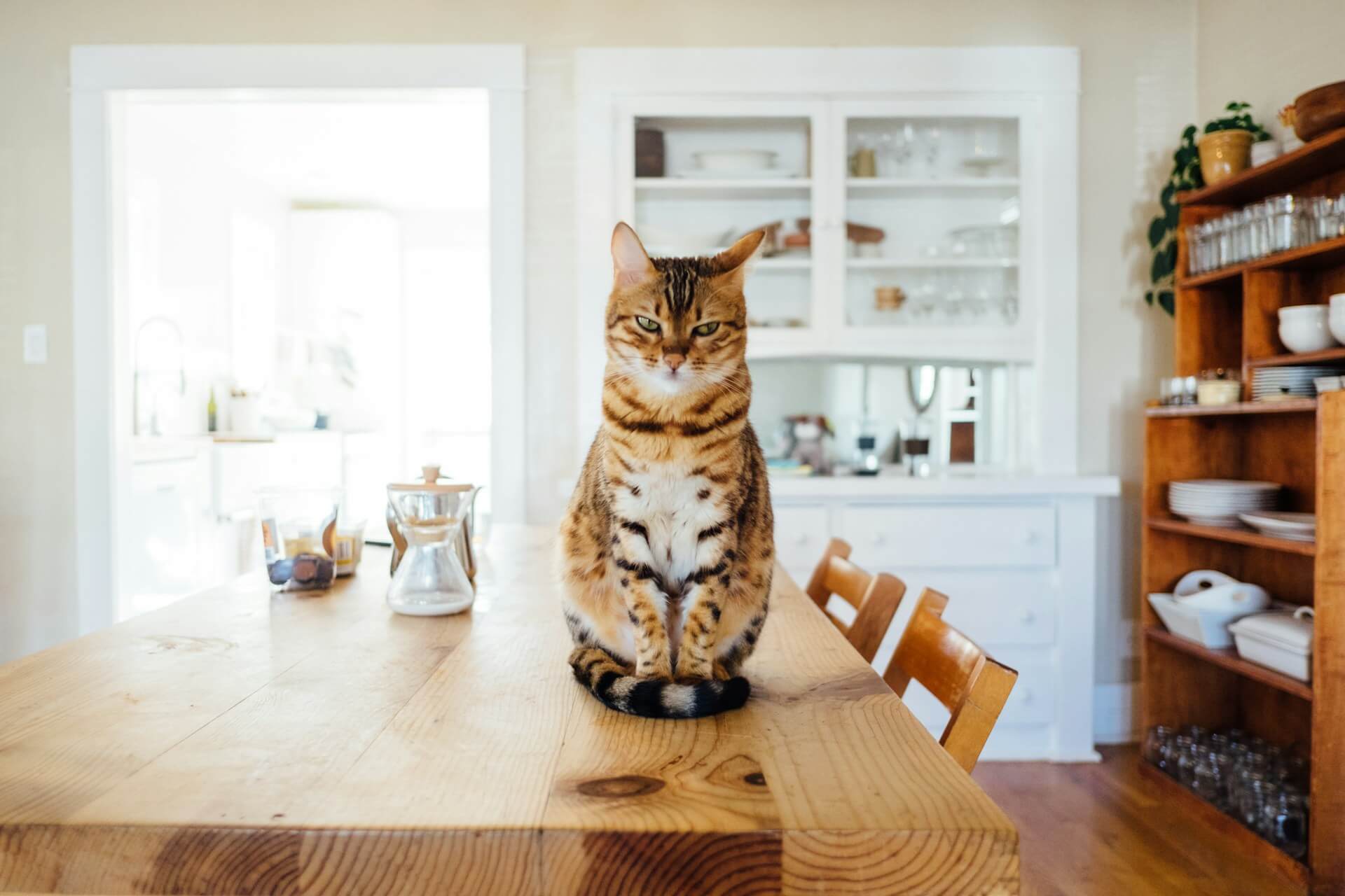 My House Smells Like Cat Pee But I Can’t Find It - ESS Company